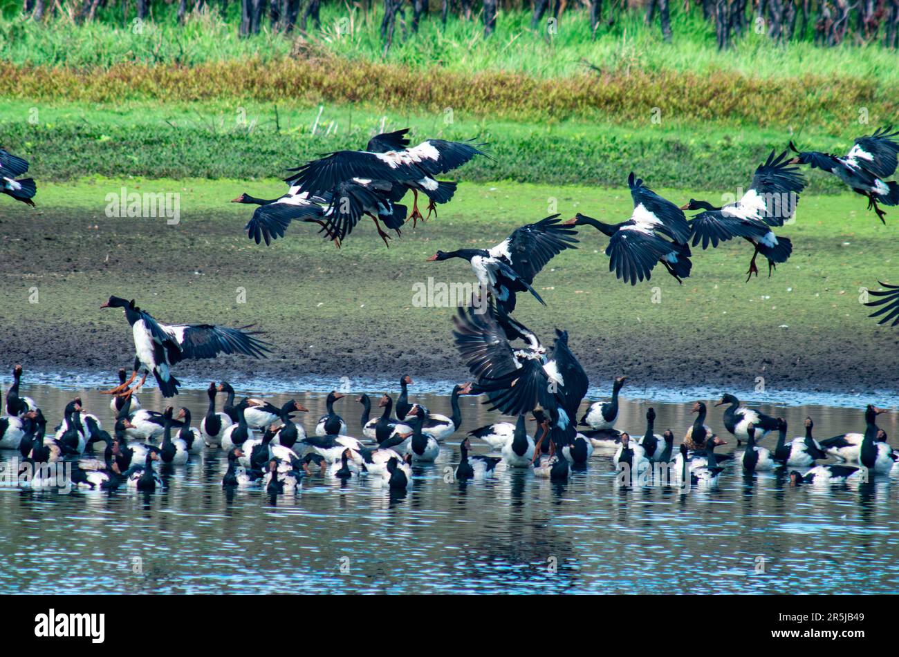 Magpie Geese, Hastie Swamp, Nth Queensland, Australia Stock Photo - Alamy
