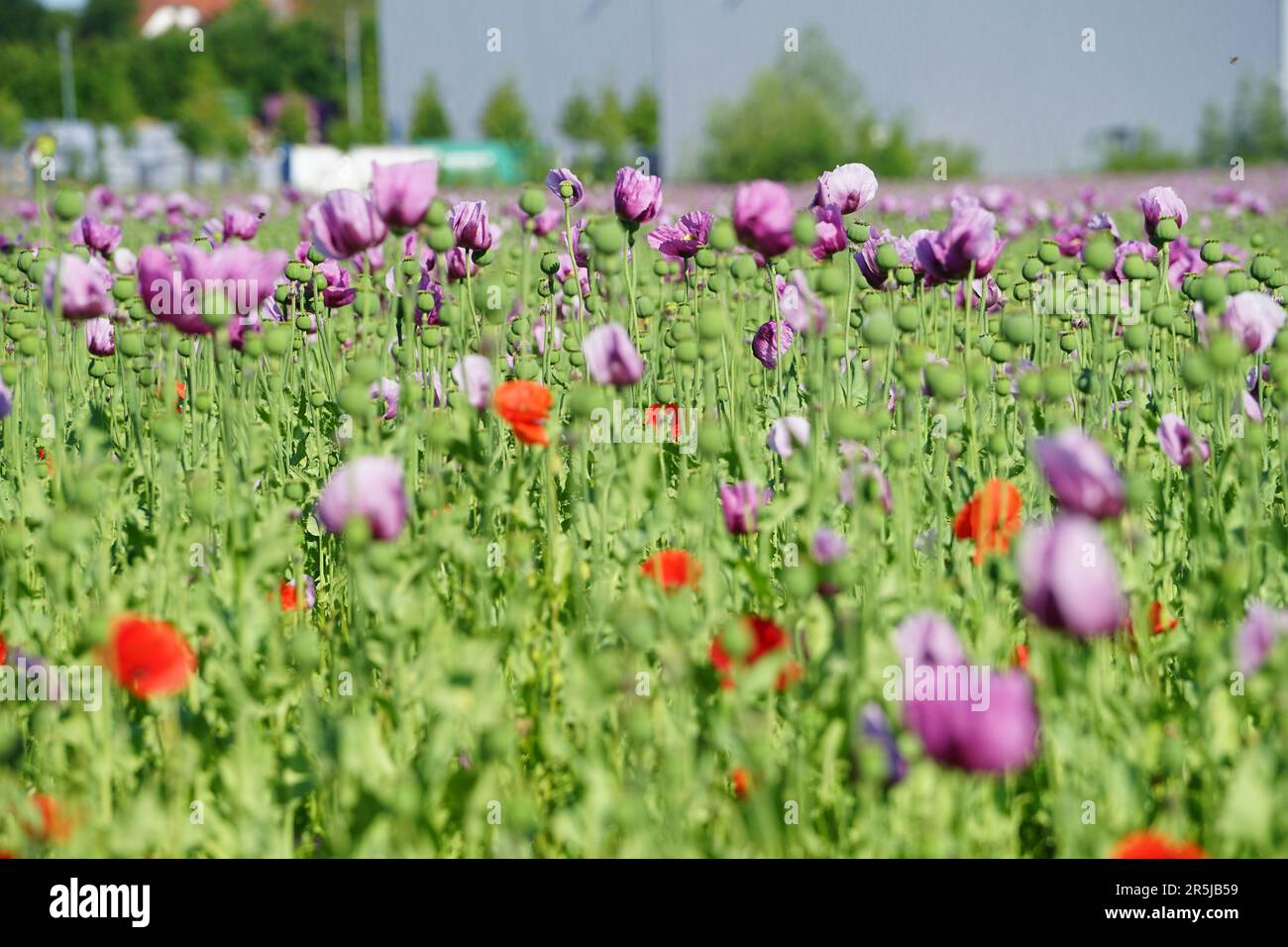 A field with different varieties of poppies, red poppies and pink ...