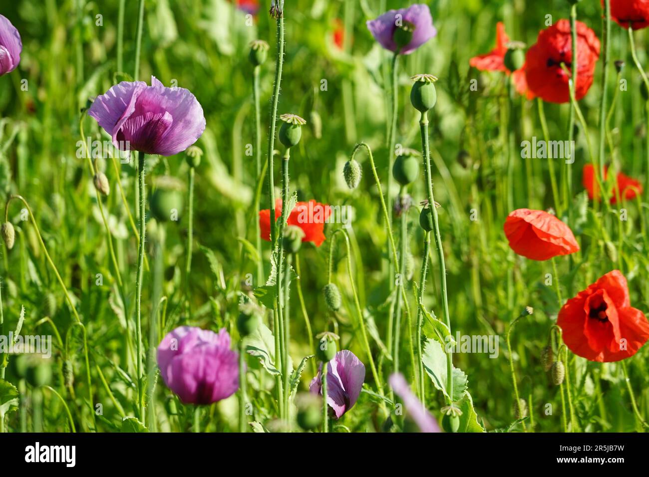 A field with different varieties of poppies, red poppies and pink ...