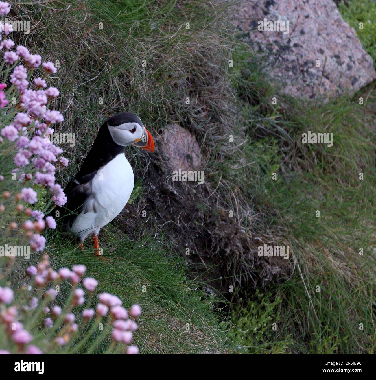 Puffins on cliffs at Bullers of Buchan Stock Photo - Alamy