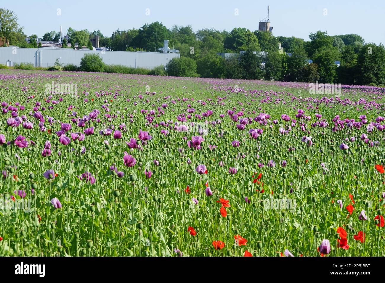 A field with different varieties of poppies, red poppies and pink ...