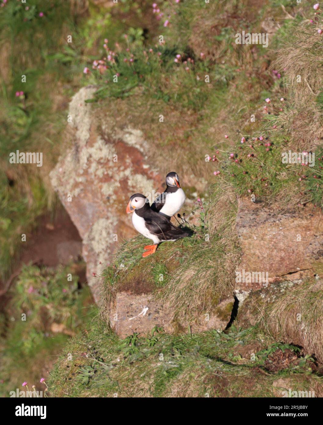 Puffins on cliffs at Bullers of Buchan Stock Photo - Alamy