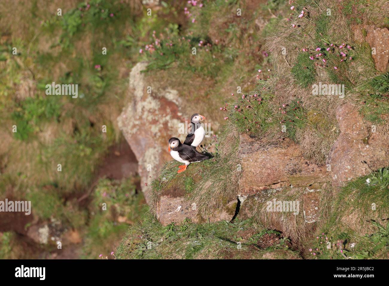 Puffins on cliffs at Bullers of Buchan Stock Photo - Alamy