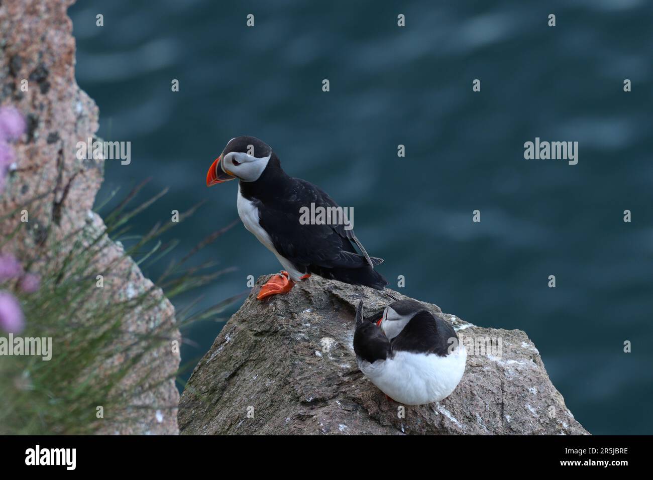 Puffins on cliffs at Bullers of Buchan Stock Photo - Alamy