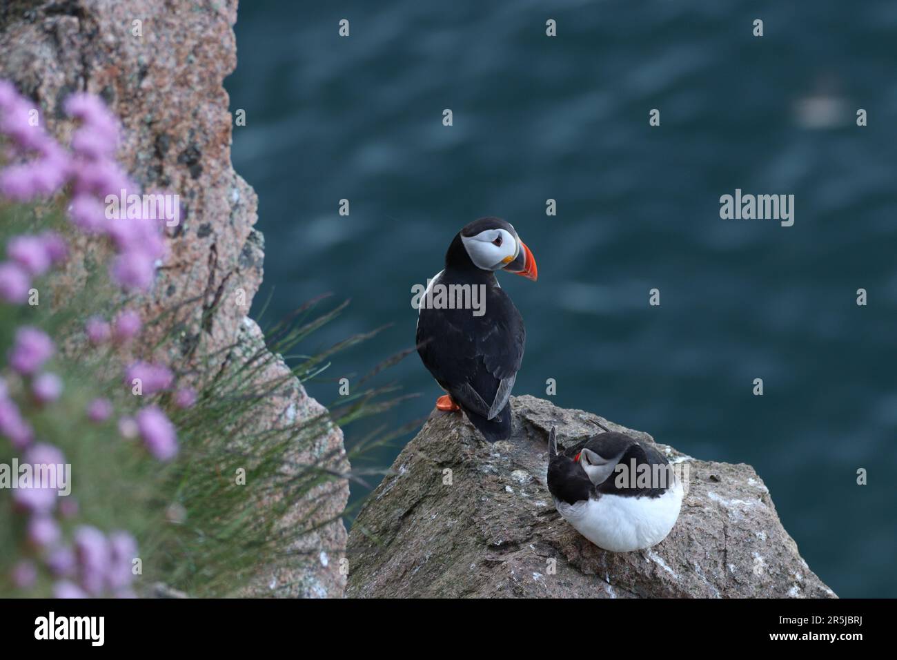 Puffins on cliffs at Bullers of Buchan Stock Photo - Alamy
