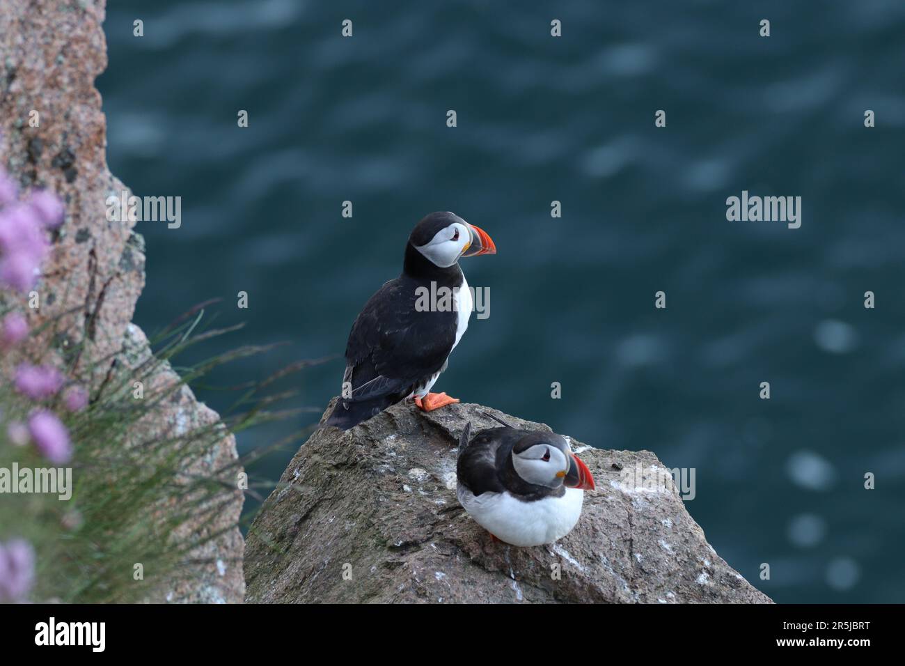 Puffins on cliffs at Bullers of Buchan Stock Photo - Alamy