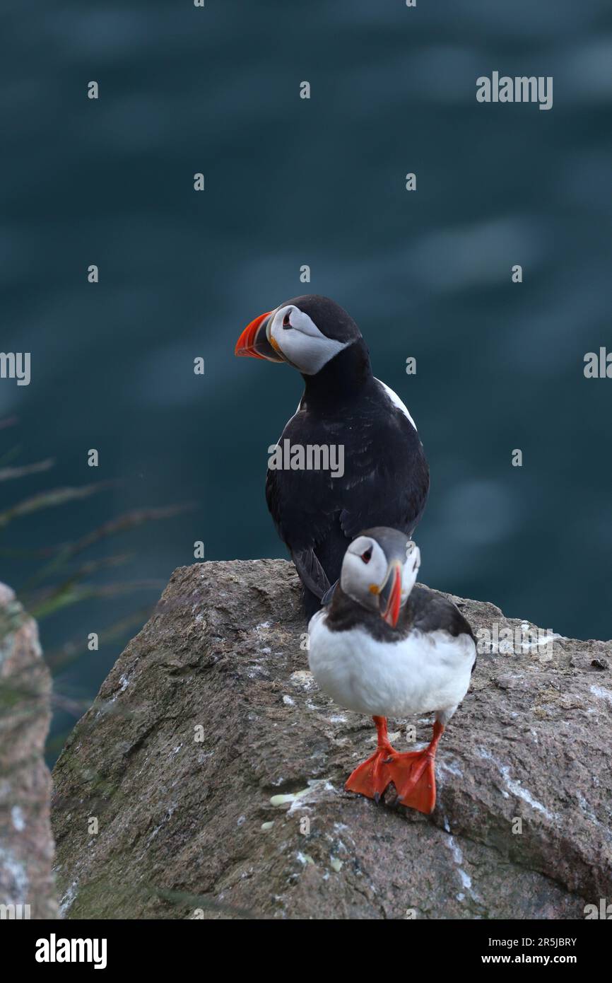 Puffins on cliffs at Bullers of Buchan Stock Photo - Alamy