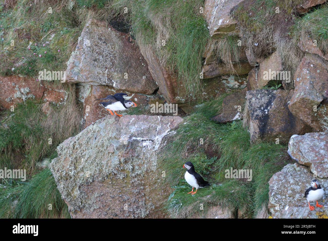 Puffins on cliffs at Bullers of Buchan Stock Photo - Alamy
