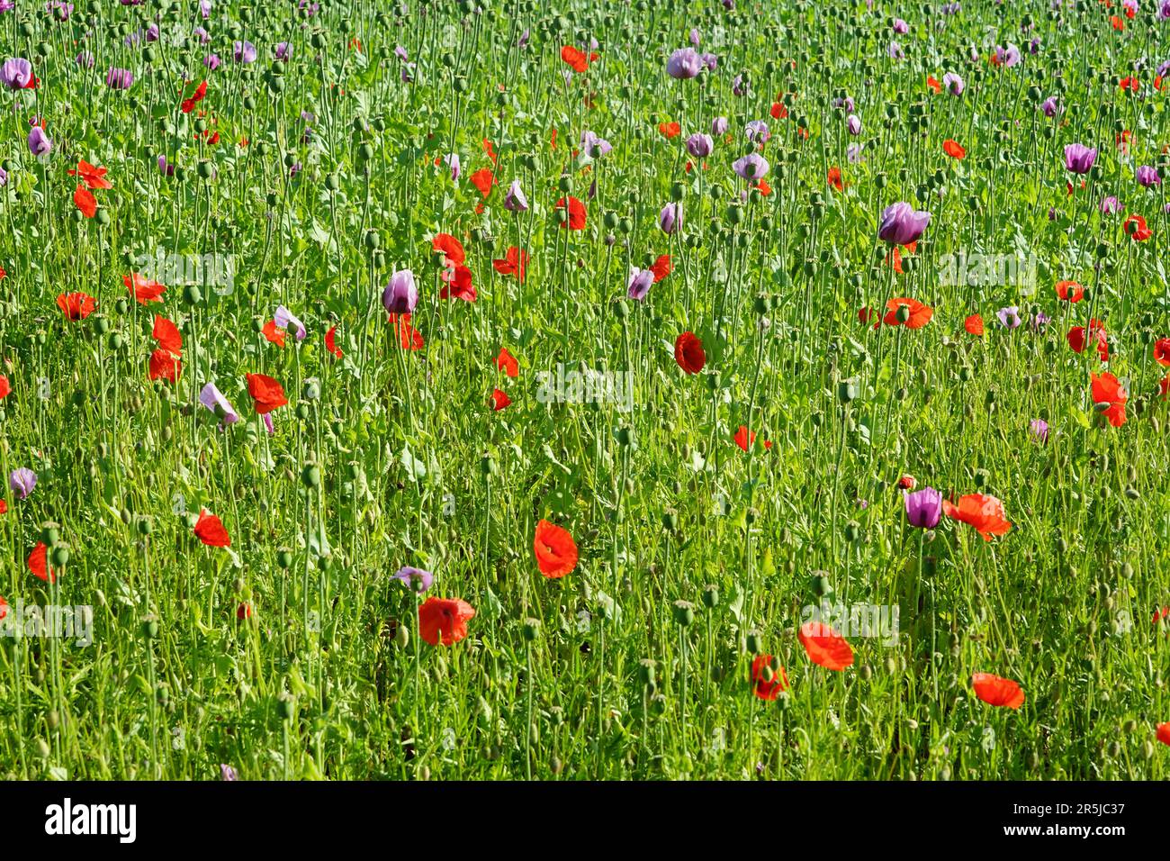 A field with different varieties of poppies, red poppies and pink ...
