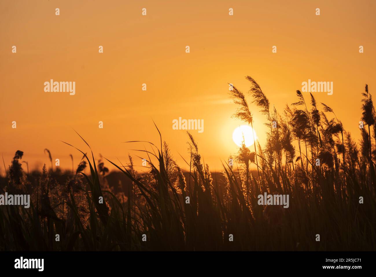 Backlit backlight red yellow hi-res stock photography and images - Alamy