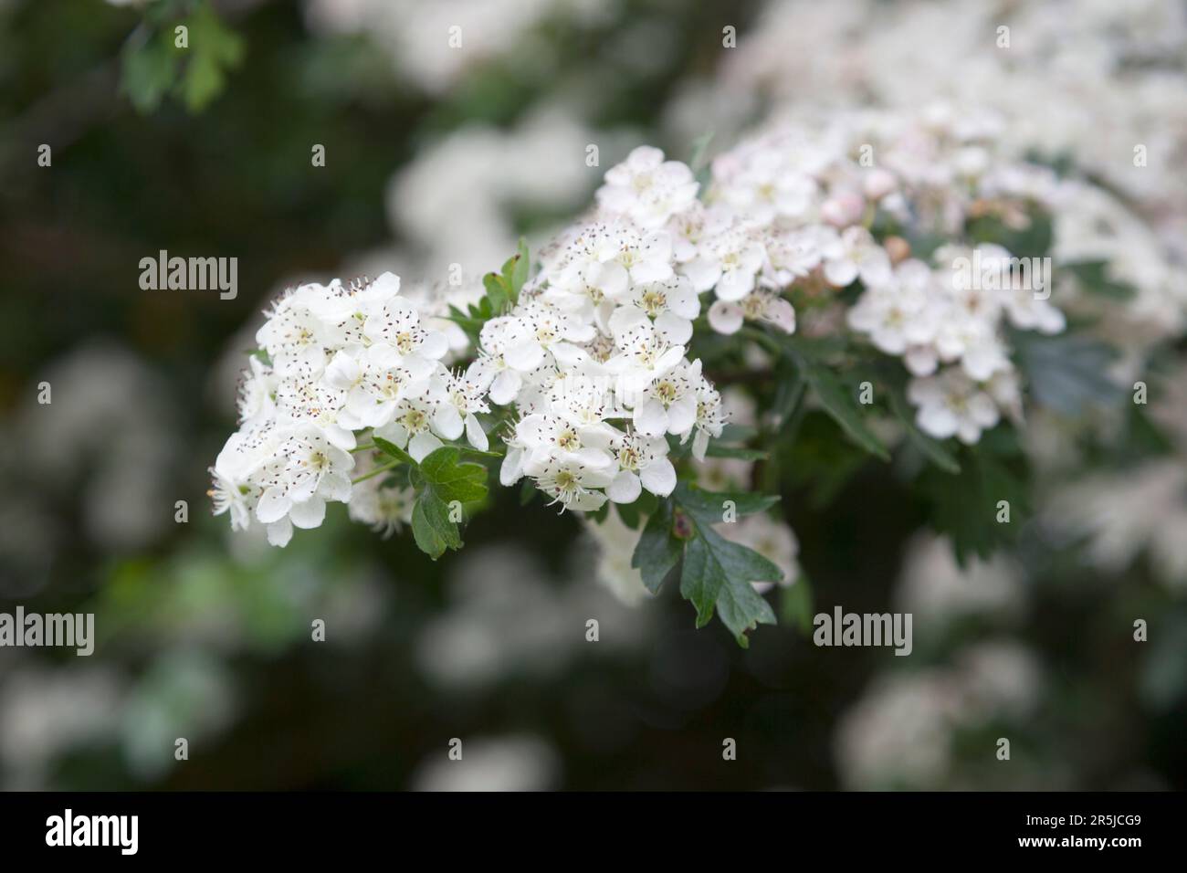 Crataegus monogyna flower hi-res stock photography and images - Alamy