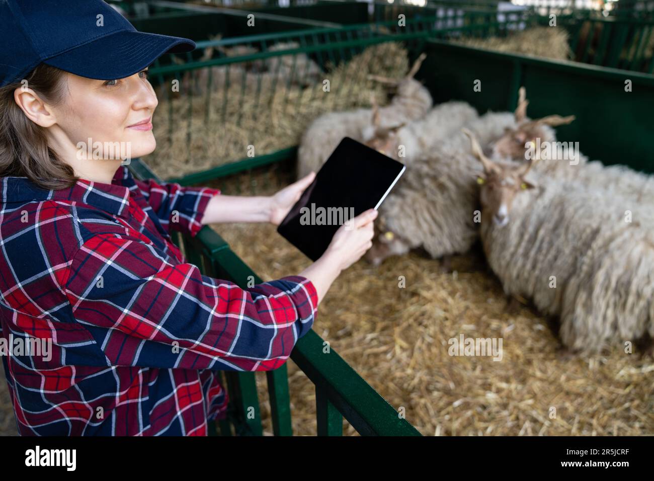 Woman farmer with tablet in a sheepfold. Herd management Stock Photo ...