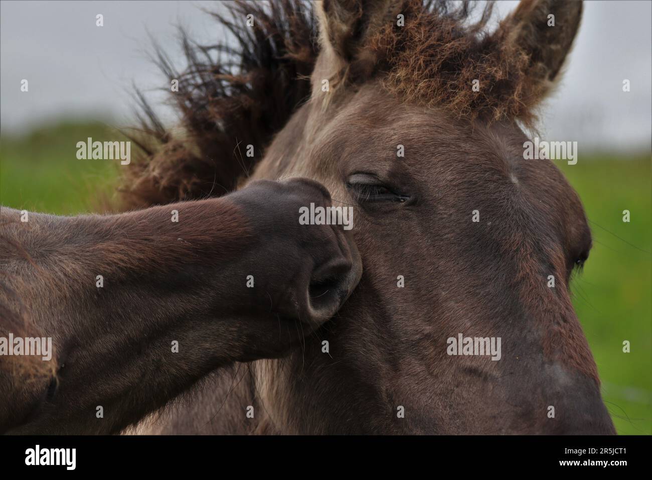 Konik ponies kissing or being affectionate Stock Photo - Alamy