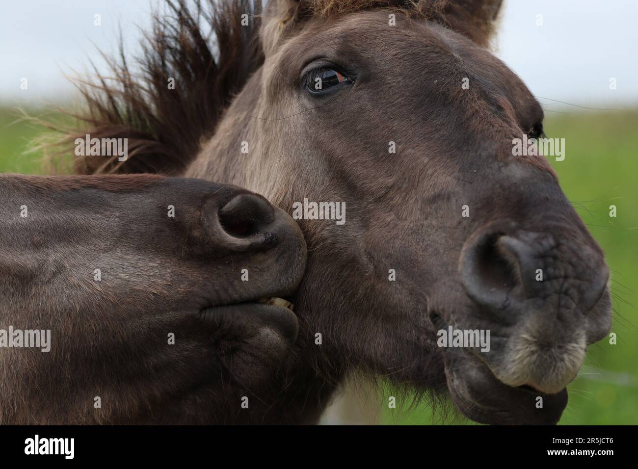 Konik ponies kissing or being affectionate Stock Photo - Alamy