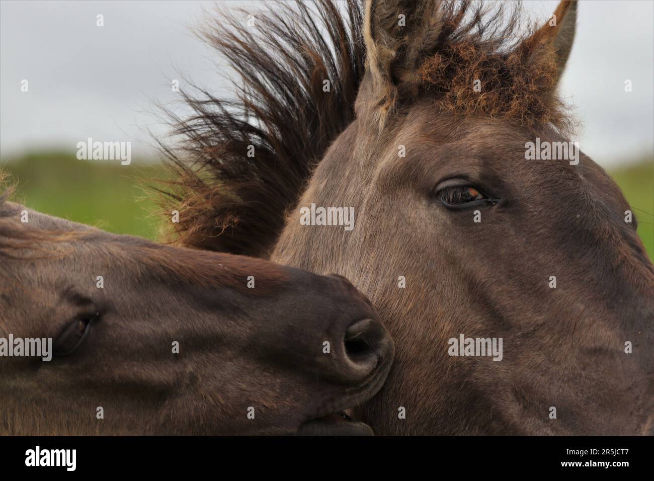 Konik ponies kissing or being affectionate Stock Photo - Alamy