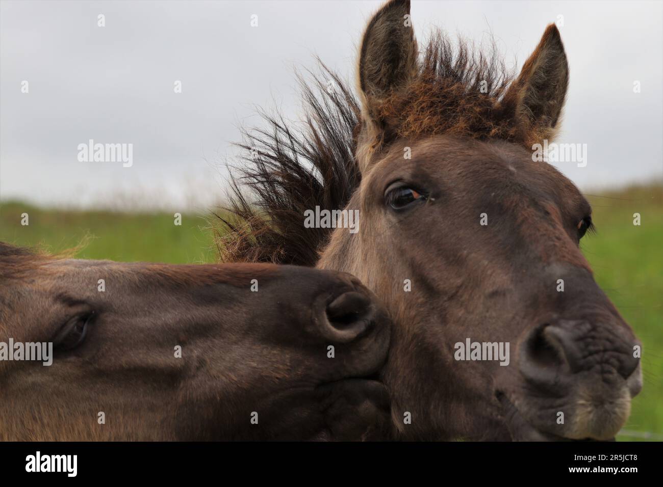 Konik ponies kissing or being affectionate Stock Photo - Alamy