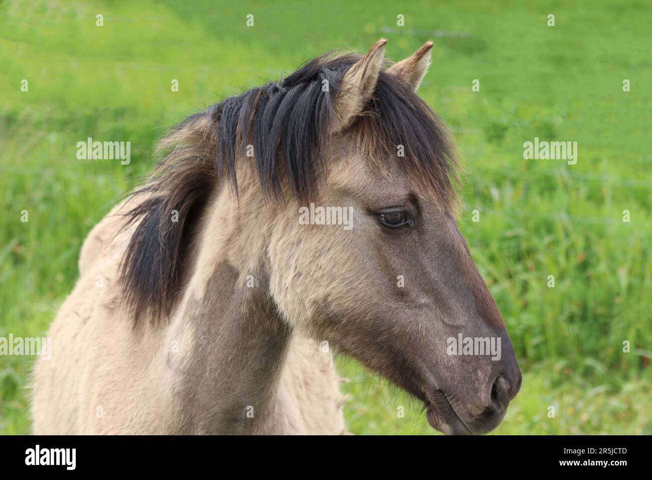Konik pony laughing Stock Photo - Alamy