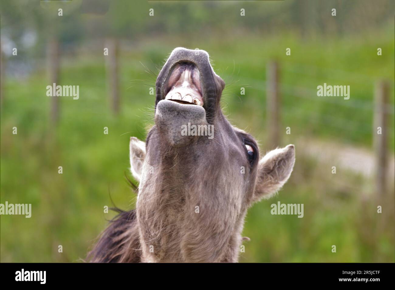 Konik pony laughing Stock Photo - Alamy
