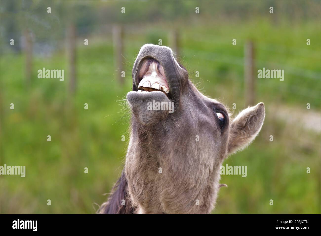 Konik image hi-res stock photography and images - Alamy