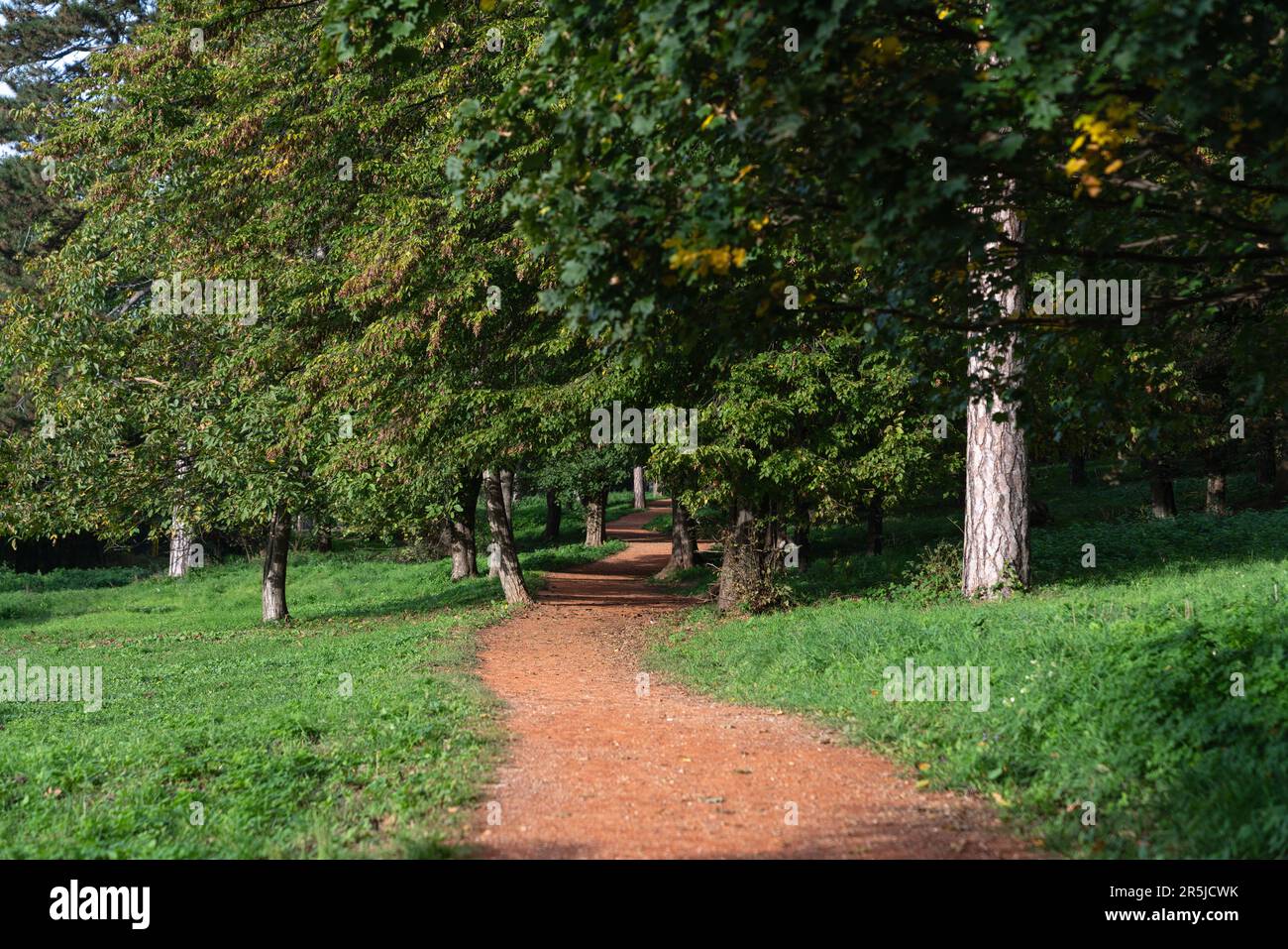 Path in the forest park. High quality photo Stock Photo - Alamy