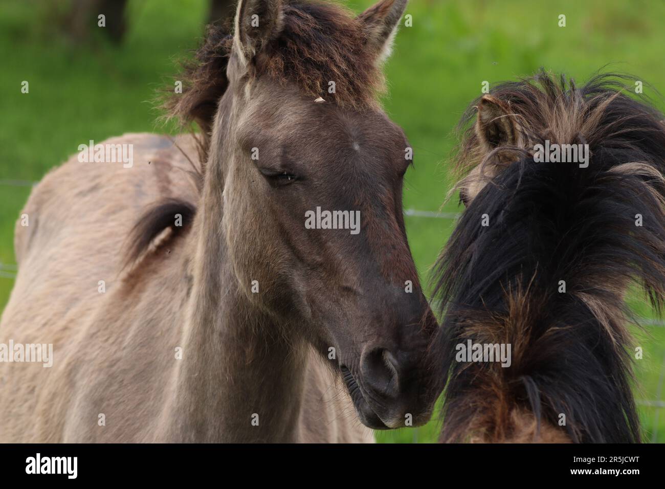 Konik ponies kissing or being affectionate Stock Photo - Alamy