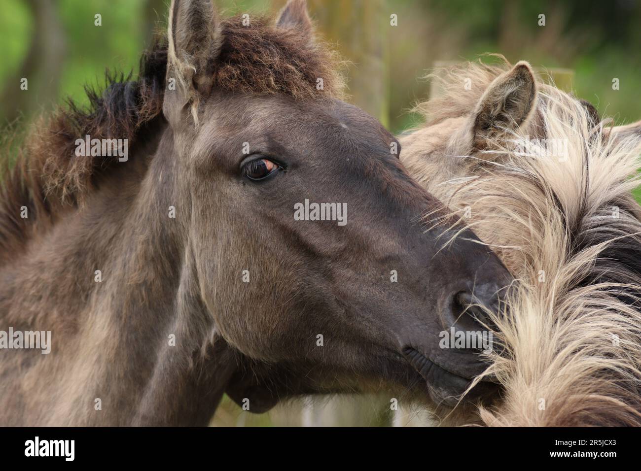 Konik ponies kissing or being affectionate Stock Photo - Alamy