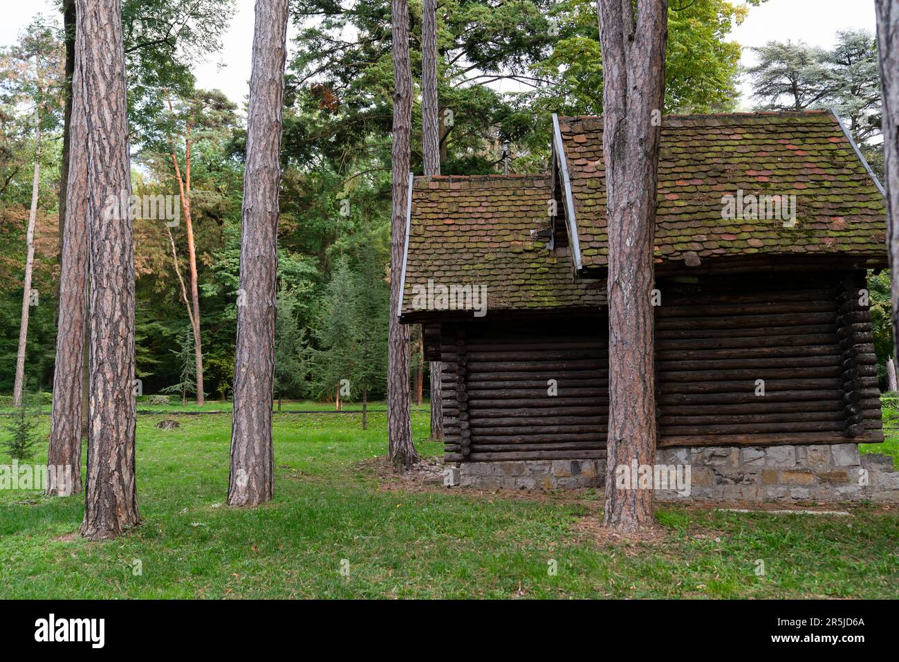 House pine hi-res stock photography and images - Alamy