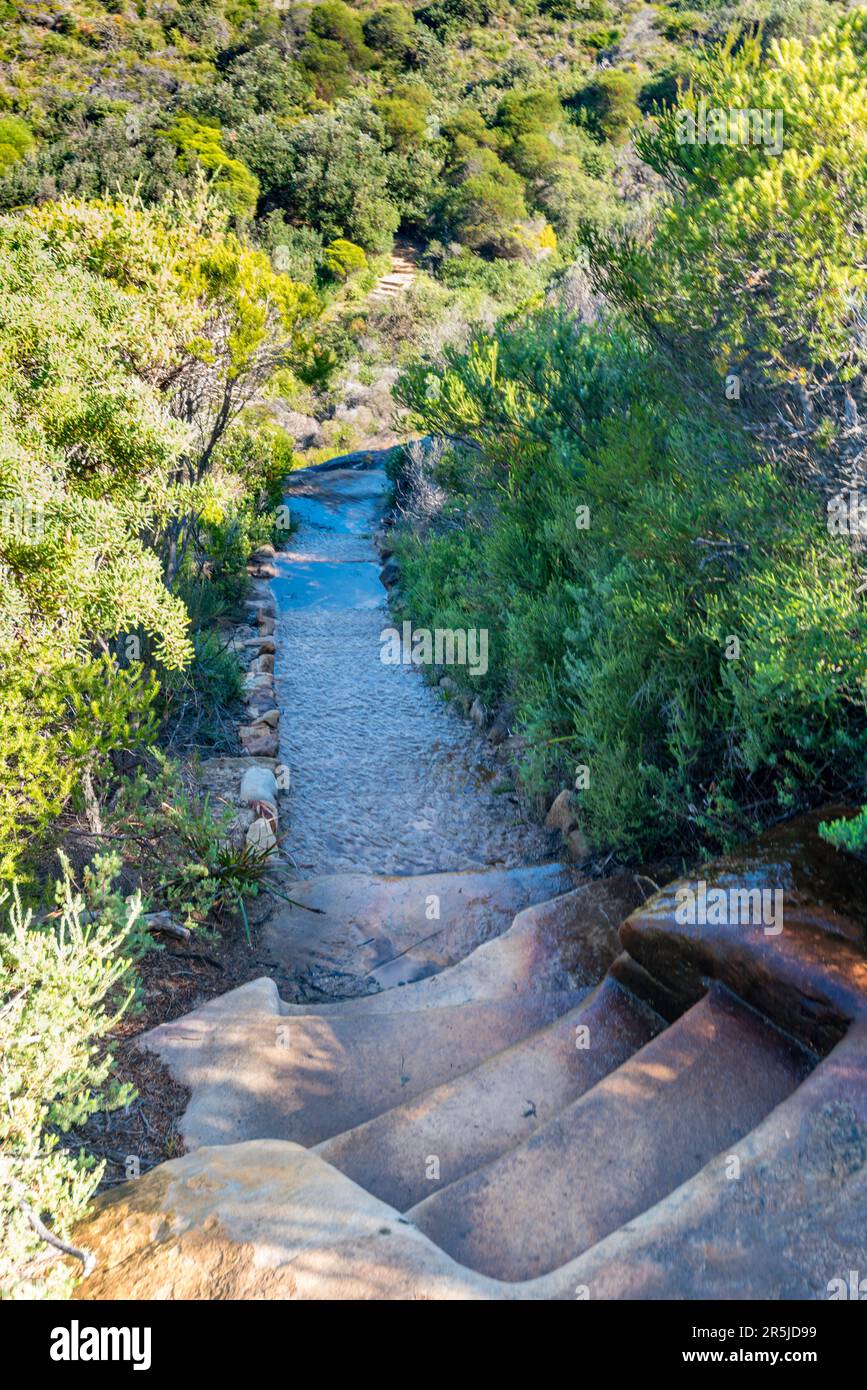 A concrete and carved stone path leads between the native vegetation ...