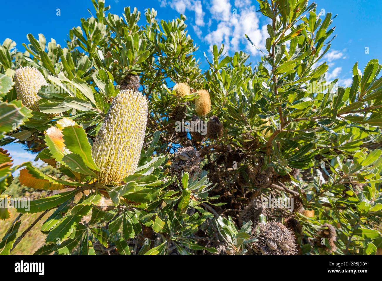 Old Man Banksia or Banksia serrata tree in the Royal National Park, a ...