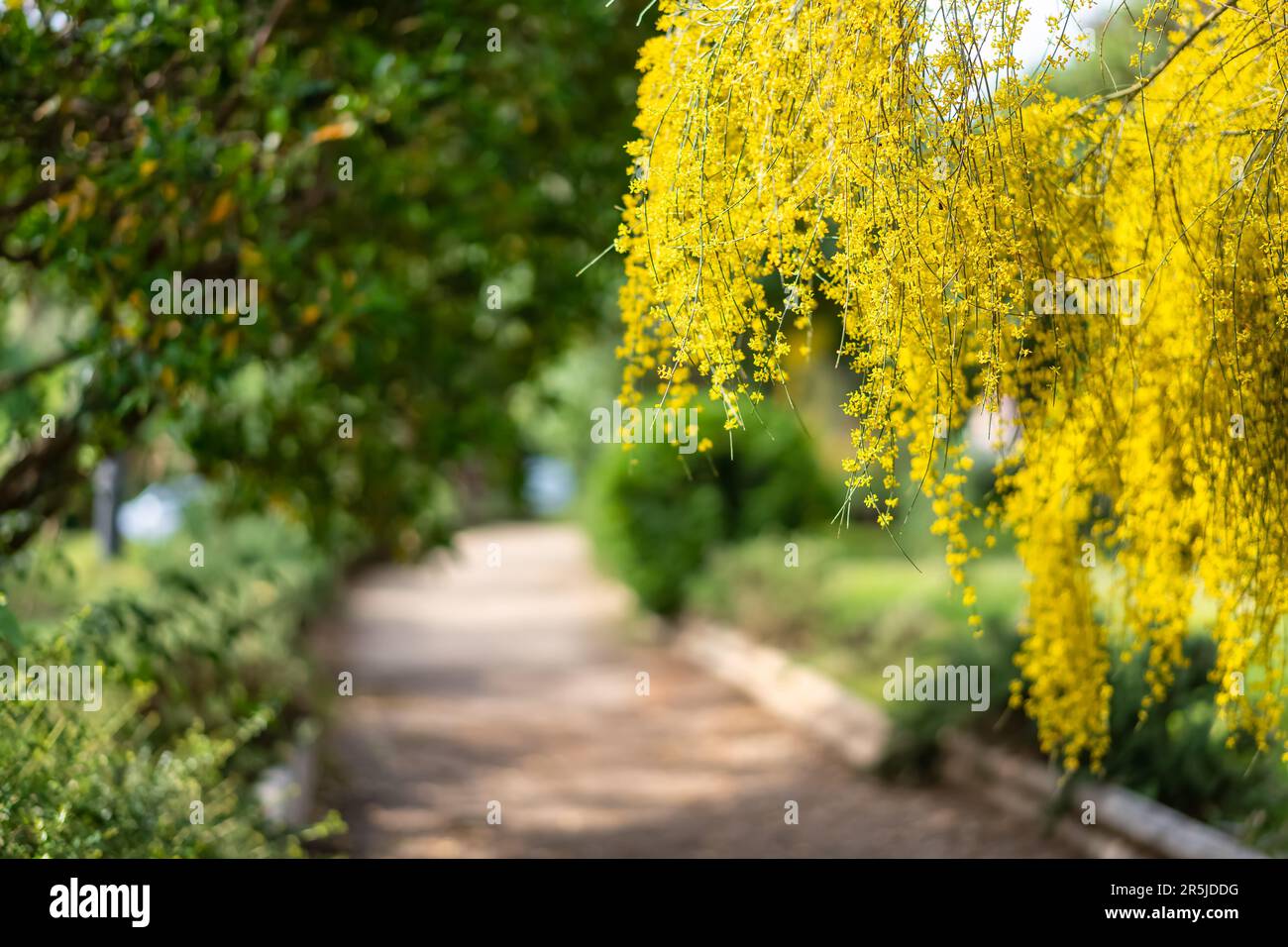 Small yellow flowers on the paths of the park surrounding Madrid called ...