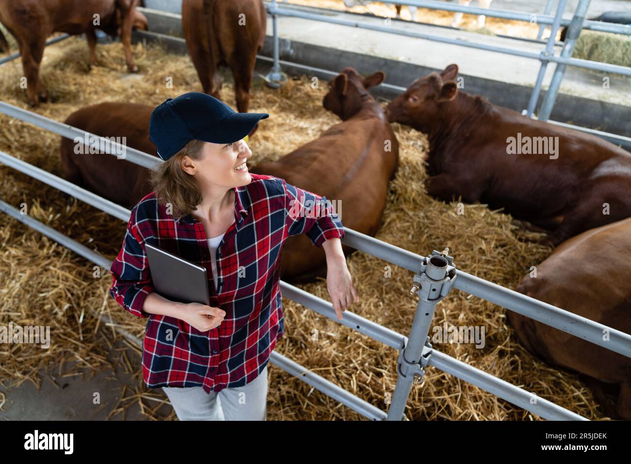 Woman farmer with tablet computer inspects cows at a dairy farm. Herd ...
