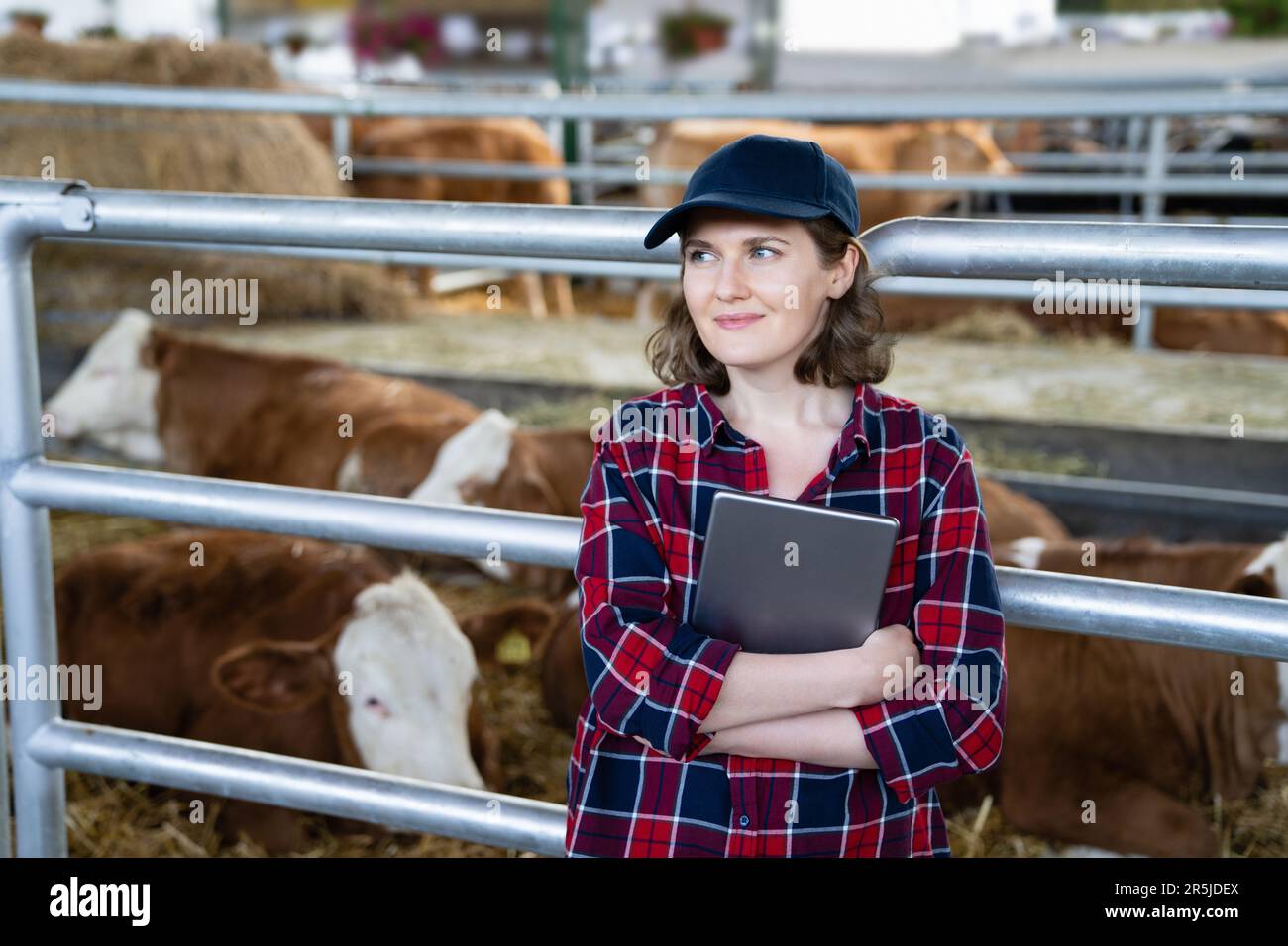 Woman farmer with tablet computer inspects cows at a dairy farm. Herd ...