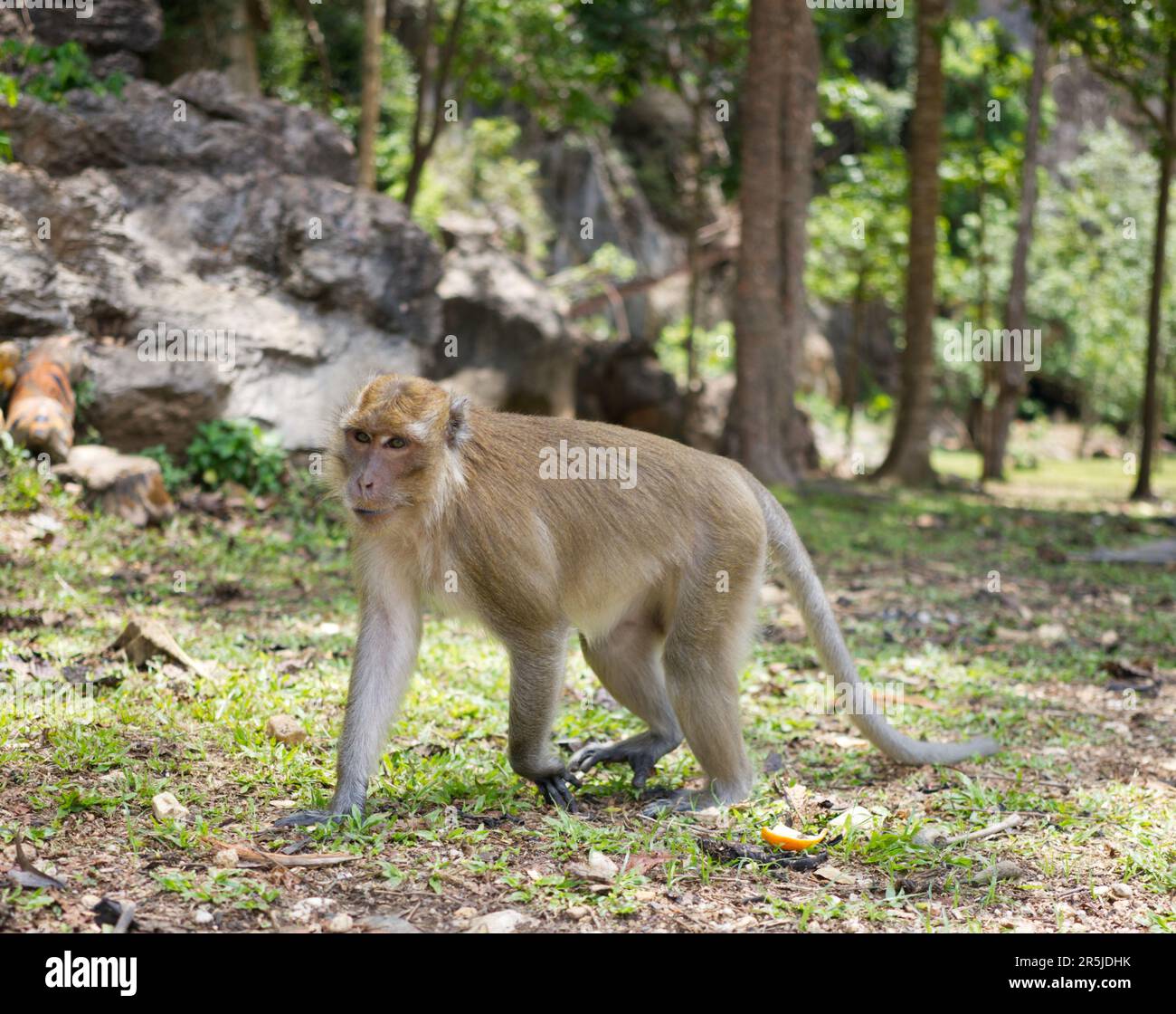 Long tailed brown monkey walking sideways Stock Photo - Alamy