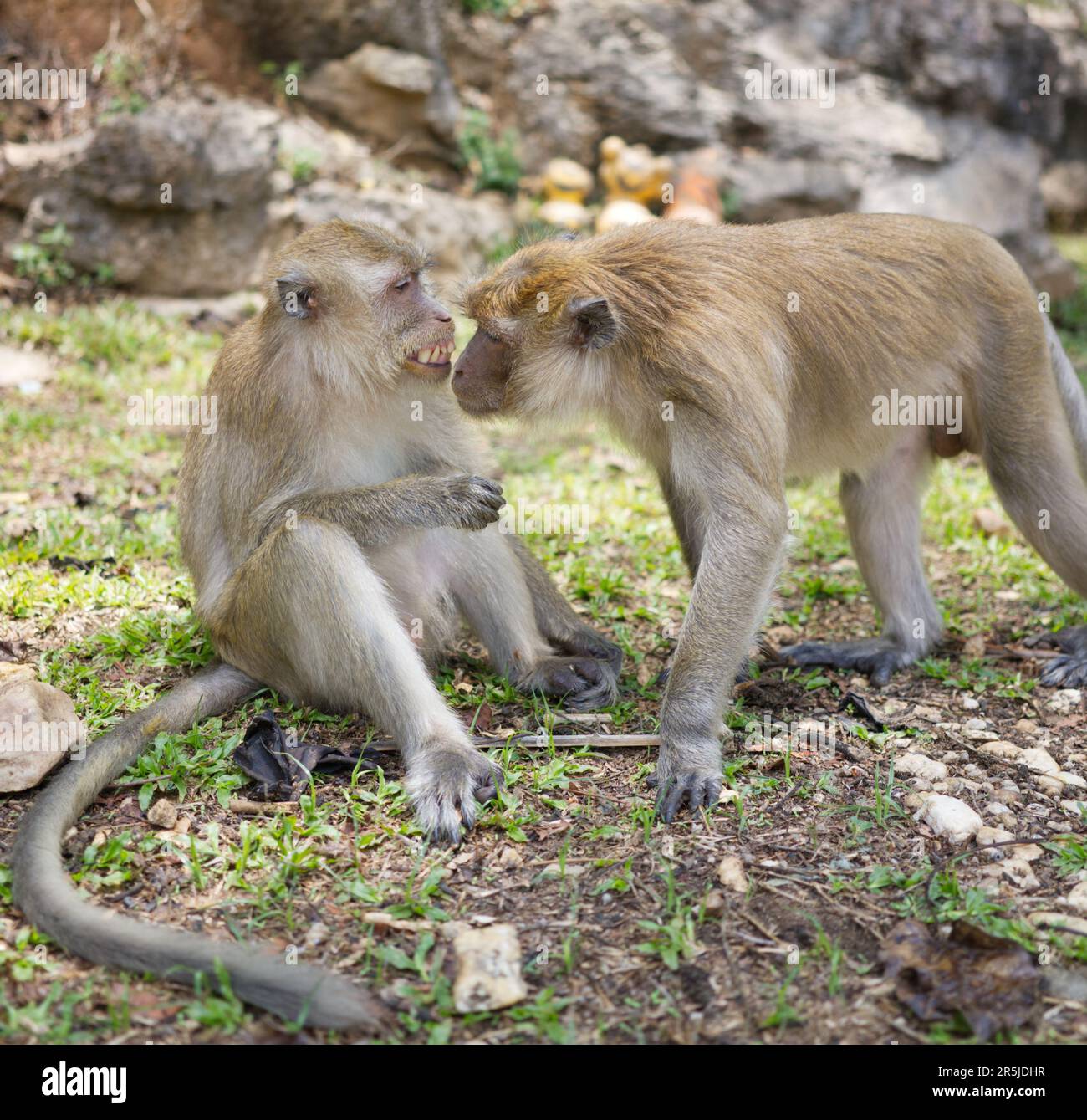 Monkeys sniffing one another getting ready to fight Stock Photo - Alamy