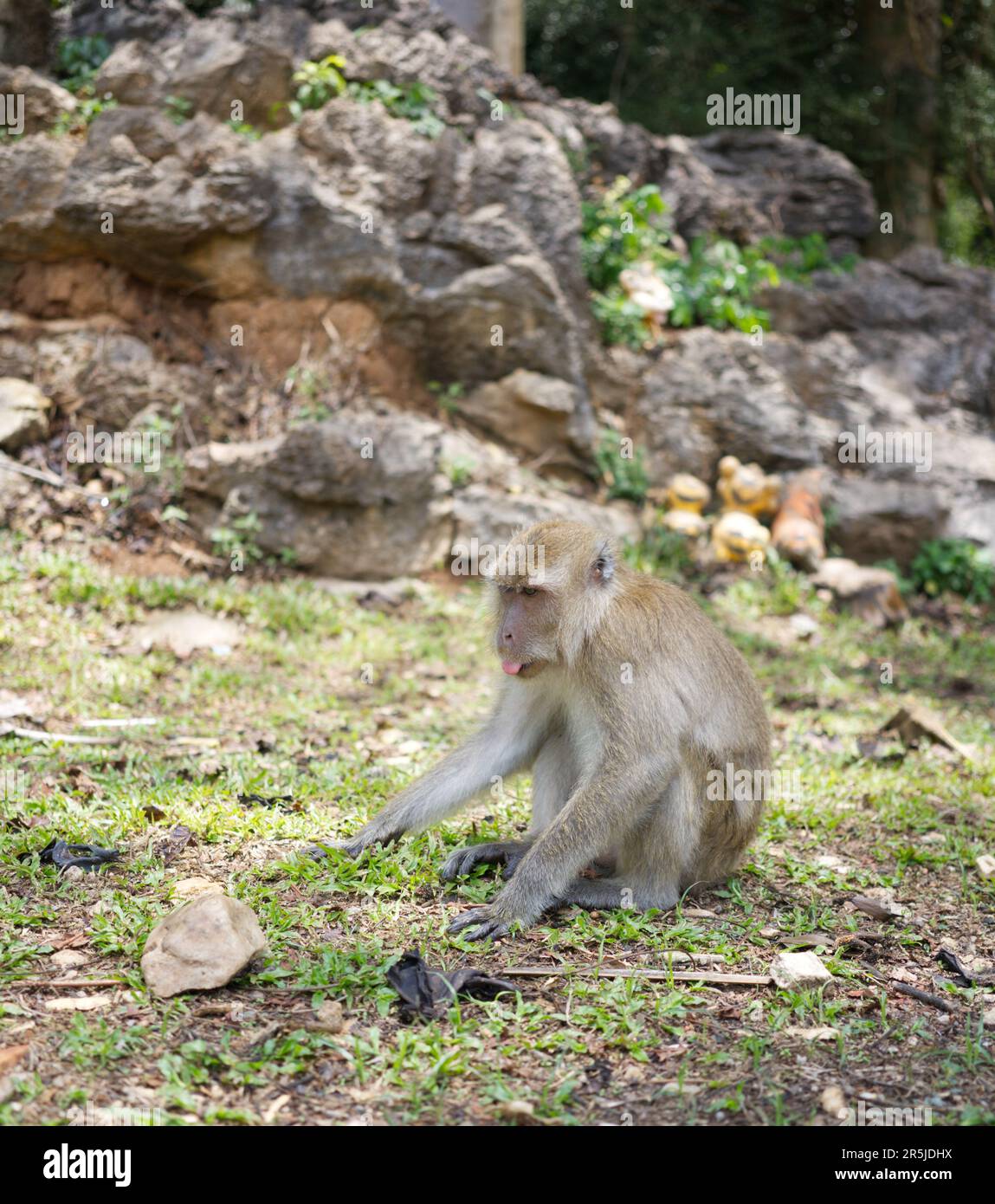 Long hairy tongue hi-res stock photography and images - Alamy
