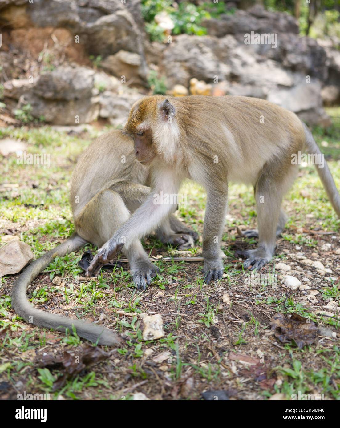 Balinese monkey life hi-res stock photography and images - Alamy