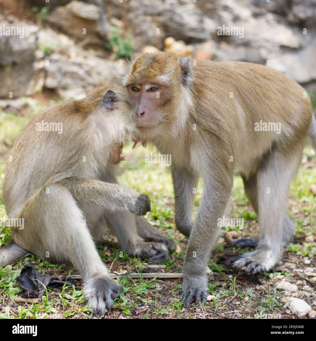 Annoying animal hi-res stock photography and images - Alamy