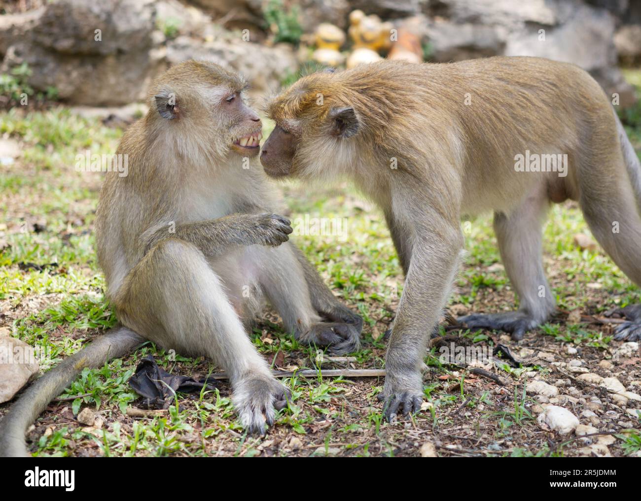 Balinese monkey life hi-res stock photography and images - Alamy