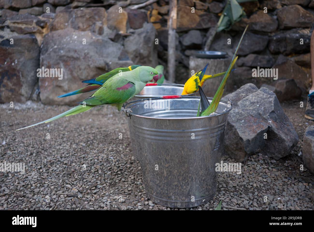 Colorful parrots eating seeds out of a bucket at an aviary in Malaney ...