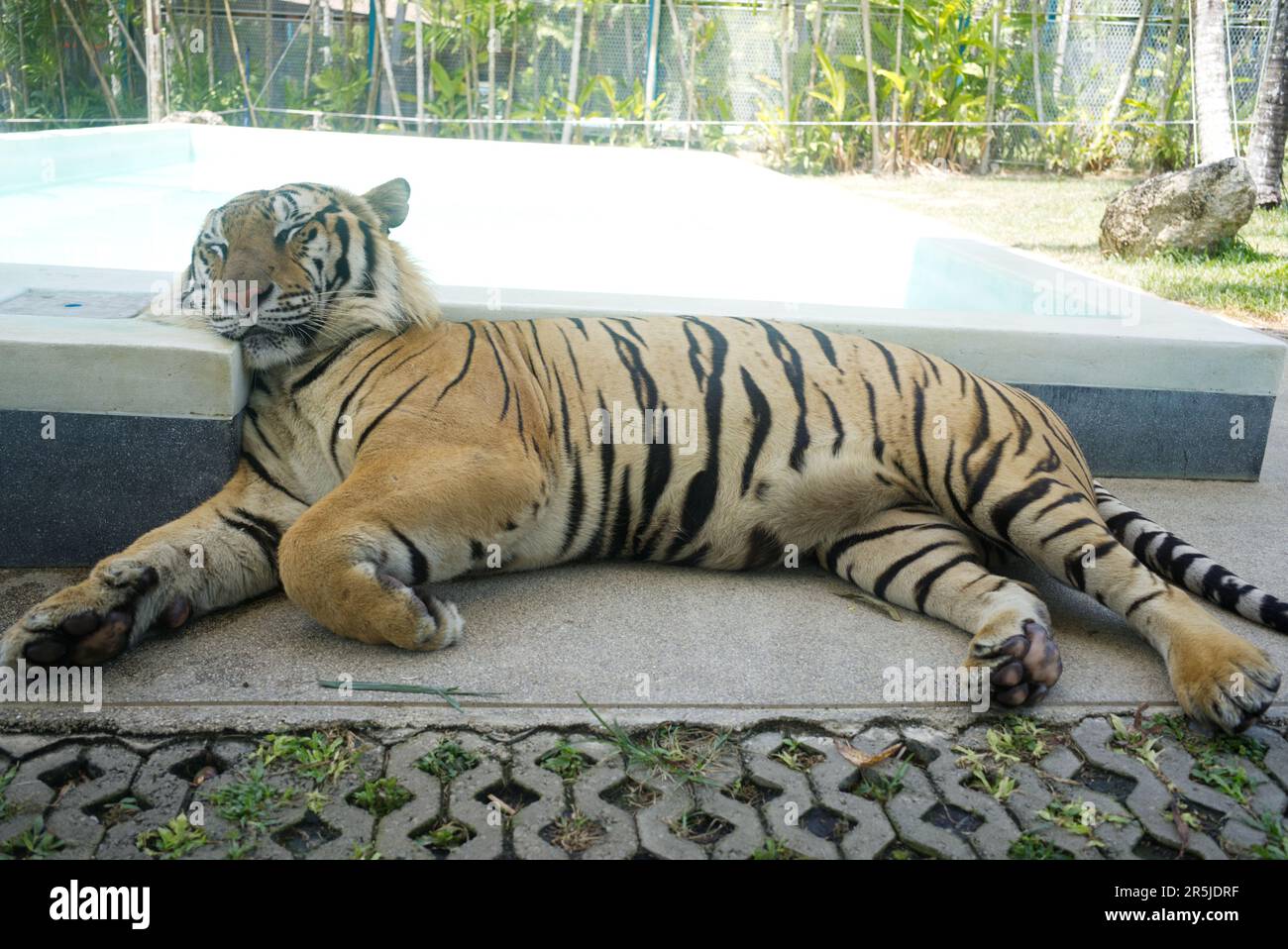 Big tiger snoozing near a swimming pool Stock Photo - Alamy