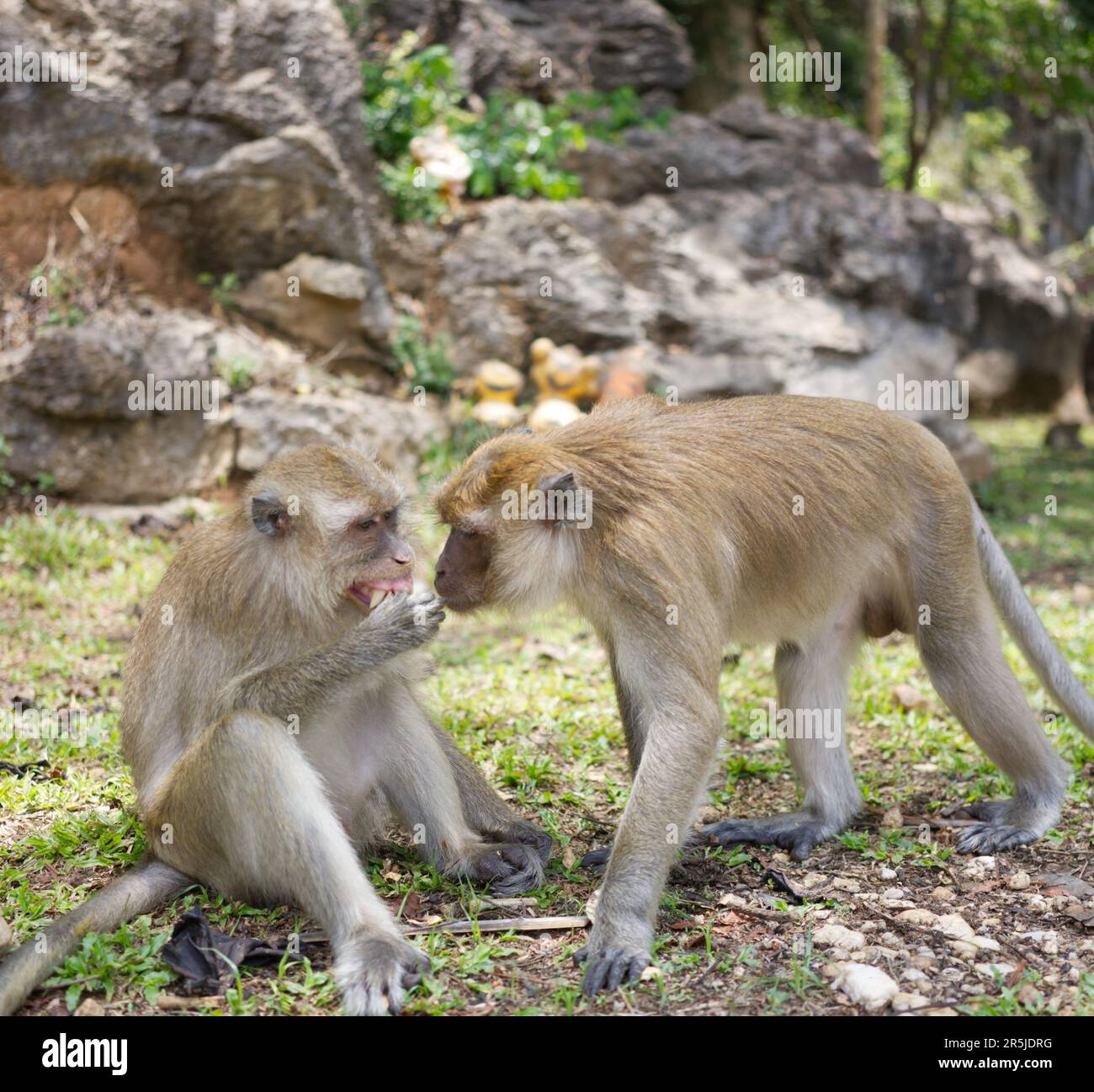 Monkey trying to steal food from another monkey Stock Photo - Alamy