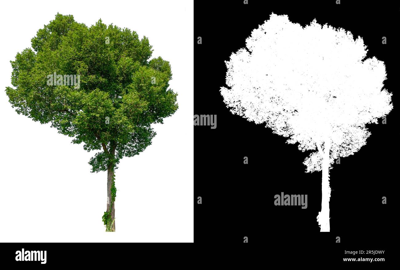 isolated tree on white background with clipping path, selected inside ...