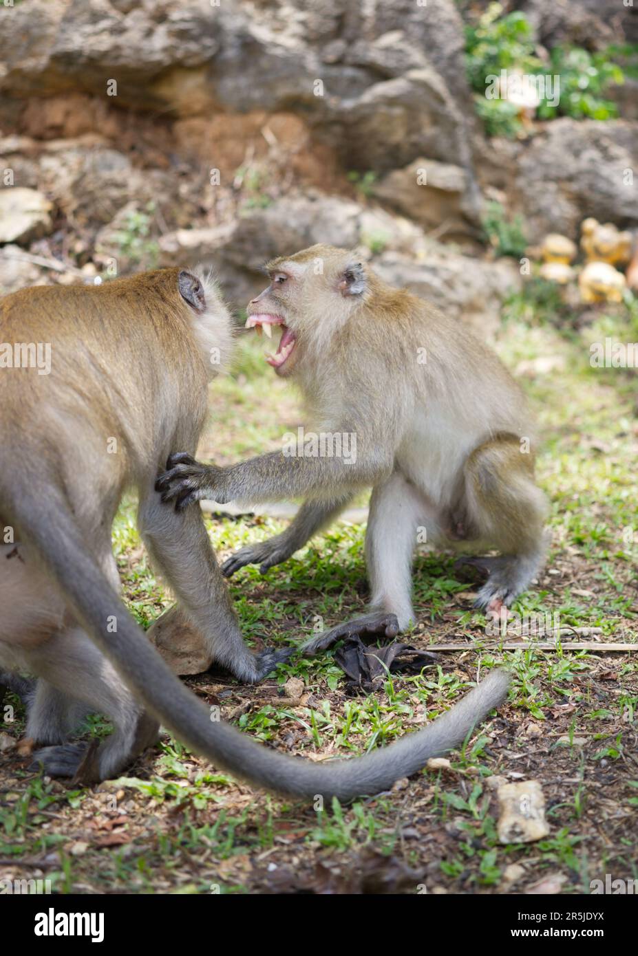 Balinese monkey life hi-res stock photography and images - Alamy