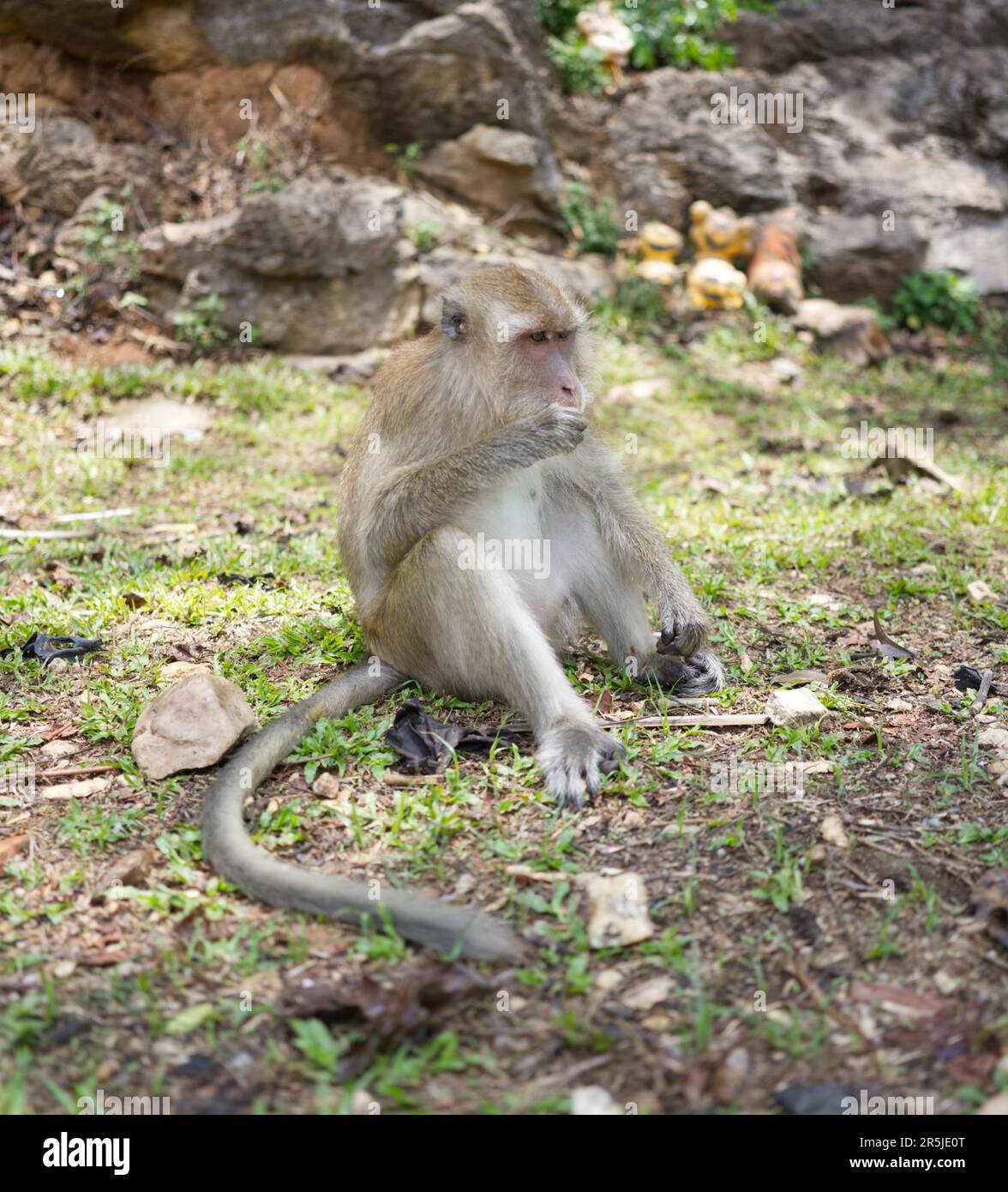 Long tail brown monkey eating bugs Stock Photo - Alamy