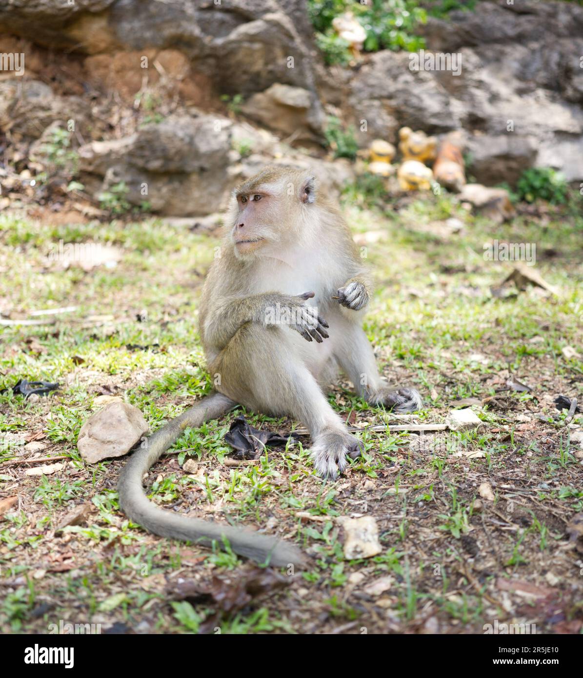 Monkey with a long tail hi-res stock photography and images - Alamy