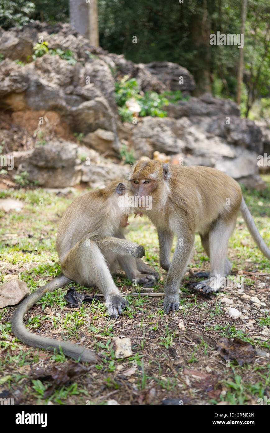 Monkey trail thailand hi-res stock photography and images - Alamy