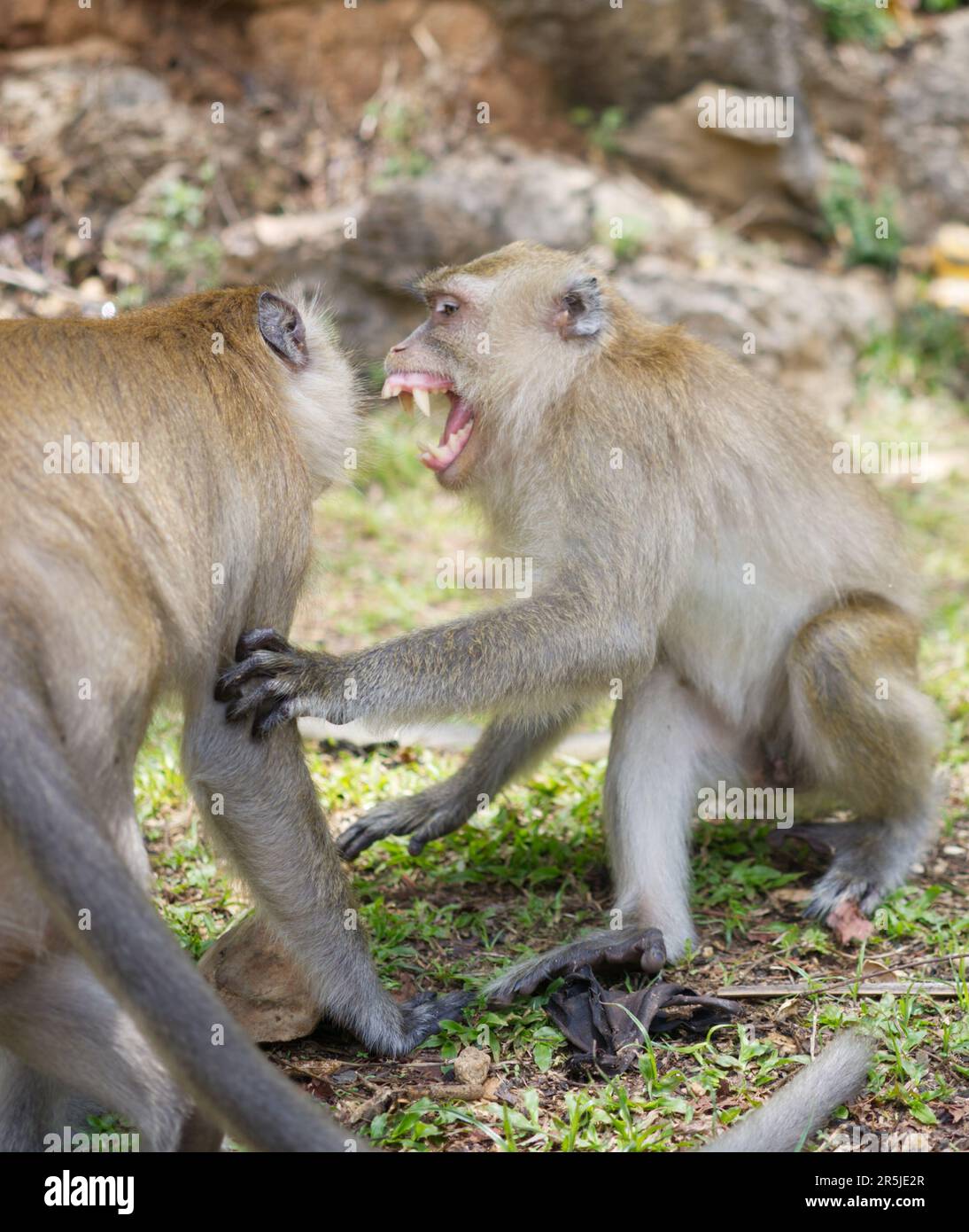 Balinese monkey life hi-res stock photography and images - Alamy