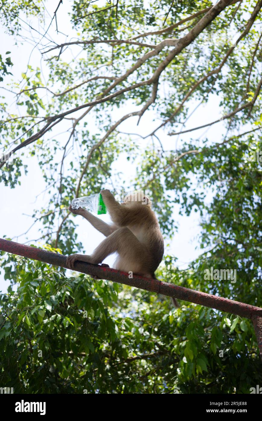 Monkey trying to drink water from a crushed plastic bottle Stock Photo ...