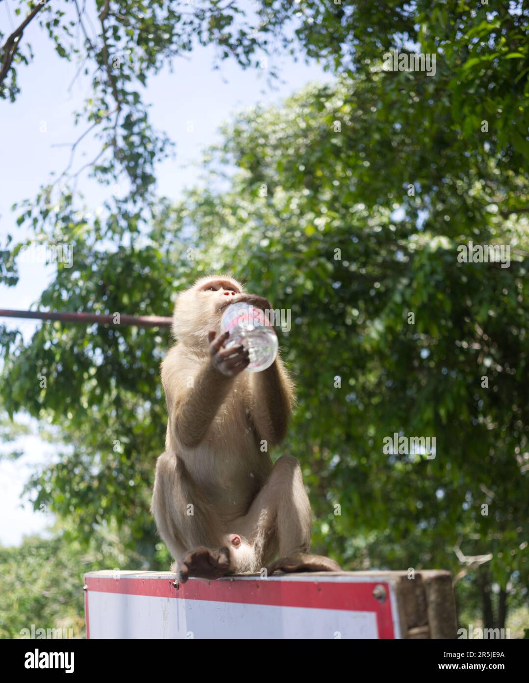 Brown long tail monkey drinking water from a glass water bottle Stock ...