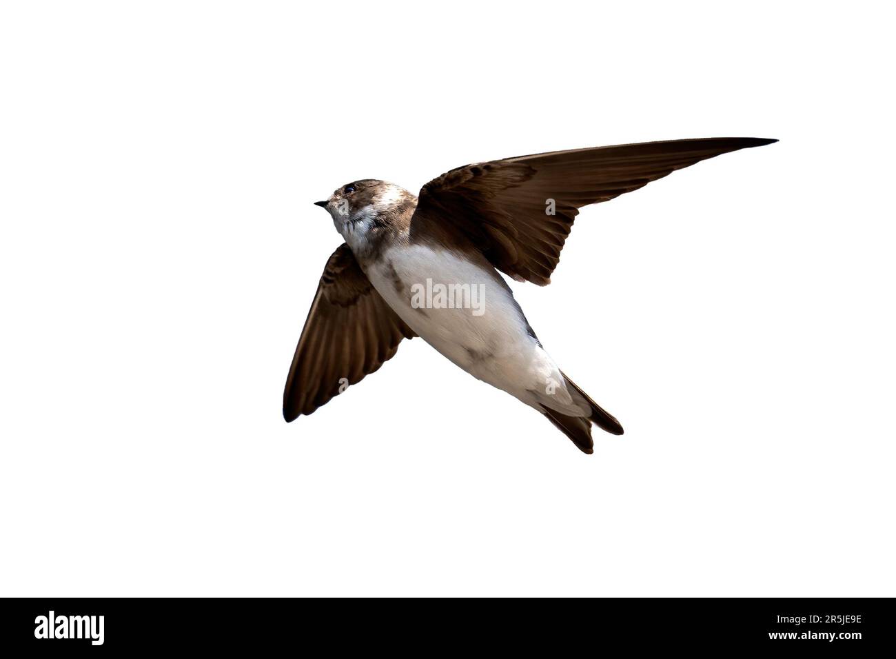 Sand Martin (Riparia riparia) in flight which is a migratory bird that ...